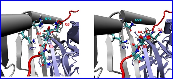 Research | Laboratory of Yaron Tomer | Albert Einstein College of ...