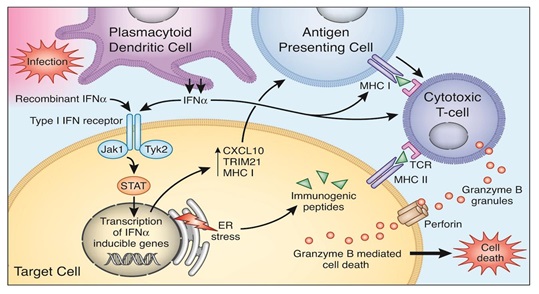 Research | Laboratory of Yaron Tomer | Albert Einstein College of ...